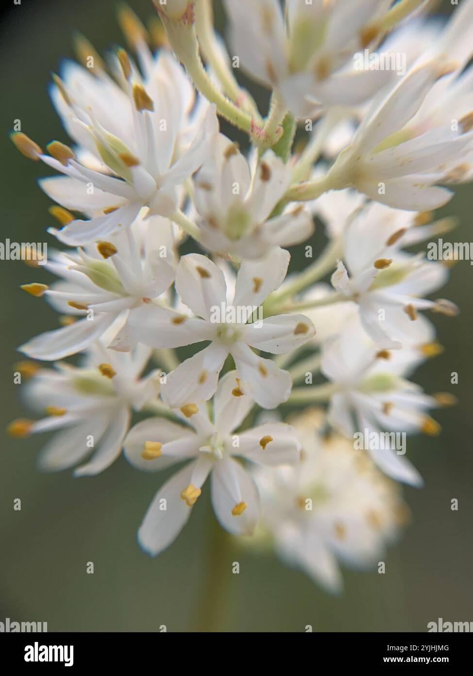 western false asphodel (Triantha occidentalis Stock Photo - Alamy