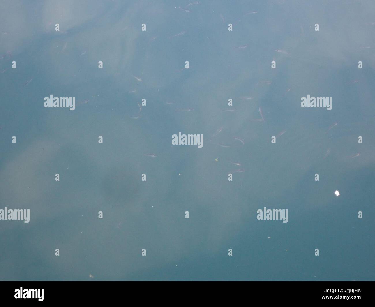 Ray-finned Fishes (Actinopterygii Stock Photo - Alamy