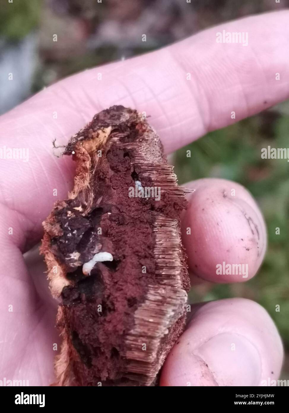 Alder Bracket (Mensularia radiata Stock Photo - Alamy