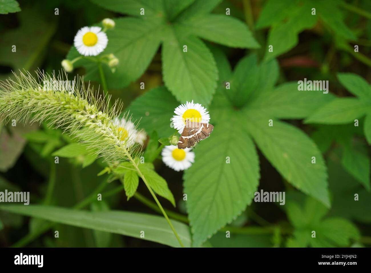 Hawaiian webworm moth hi-res stock photography and images - Alamy