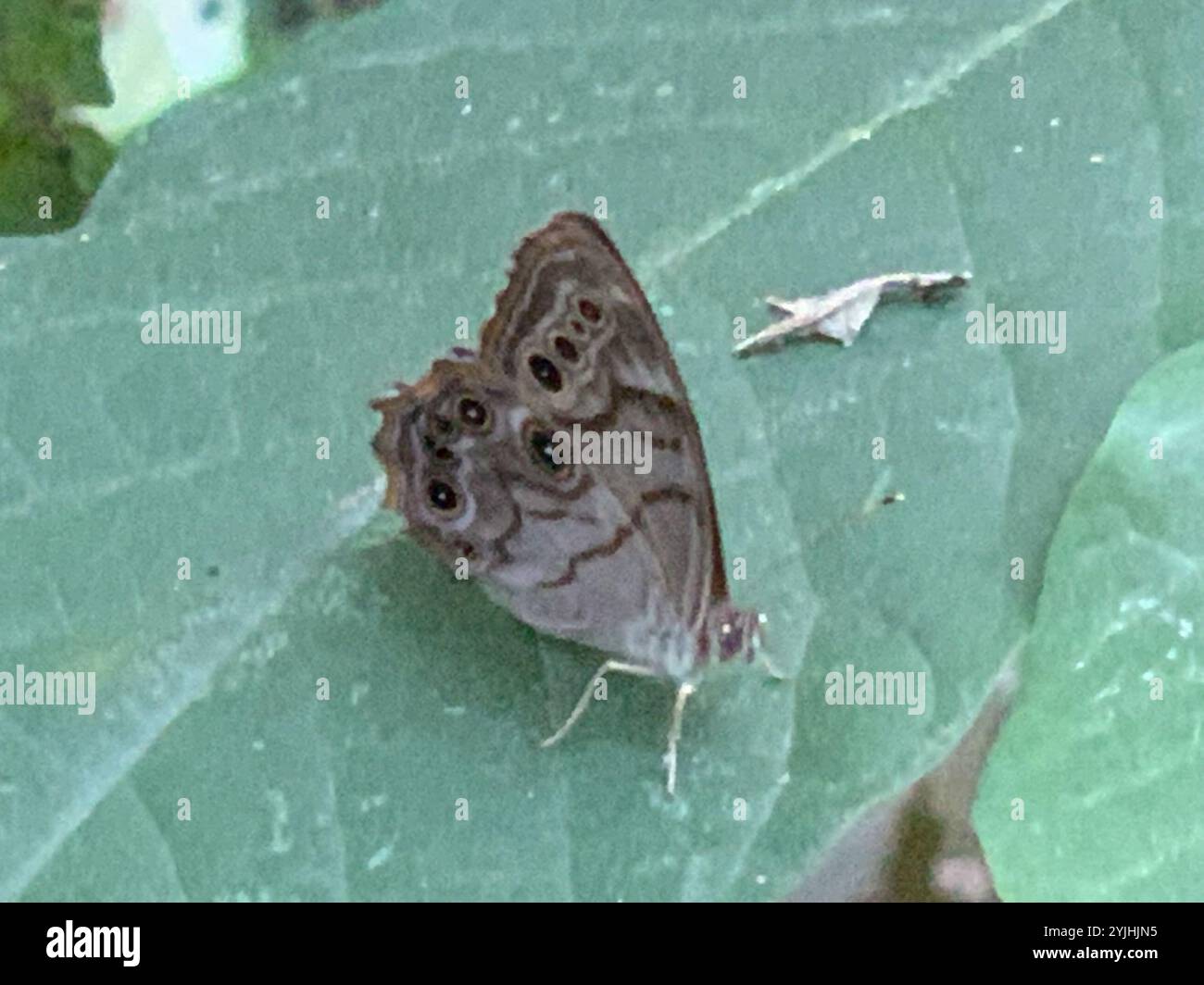 Northern Pearly-eye (Lethe anthedon Stock Photo - Alamy