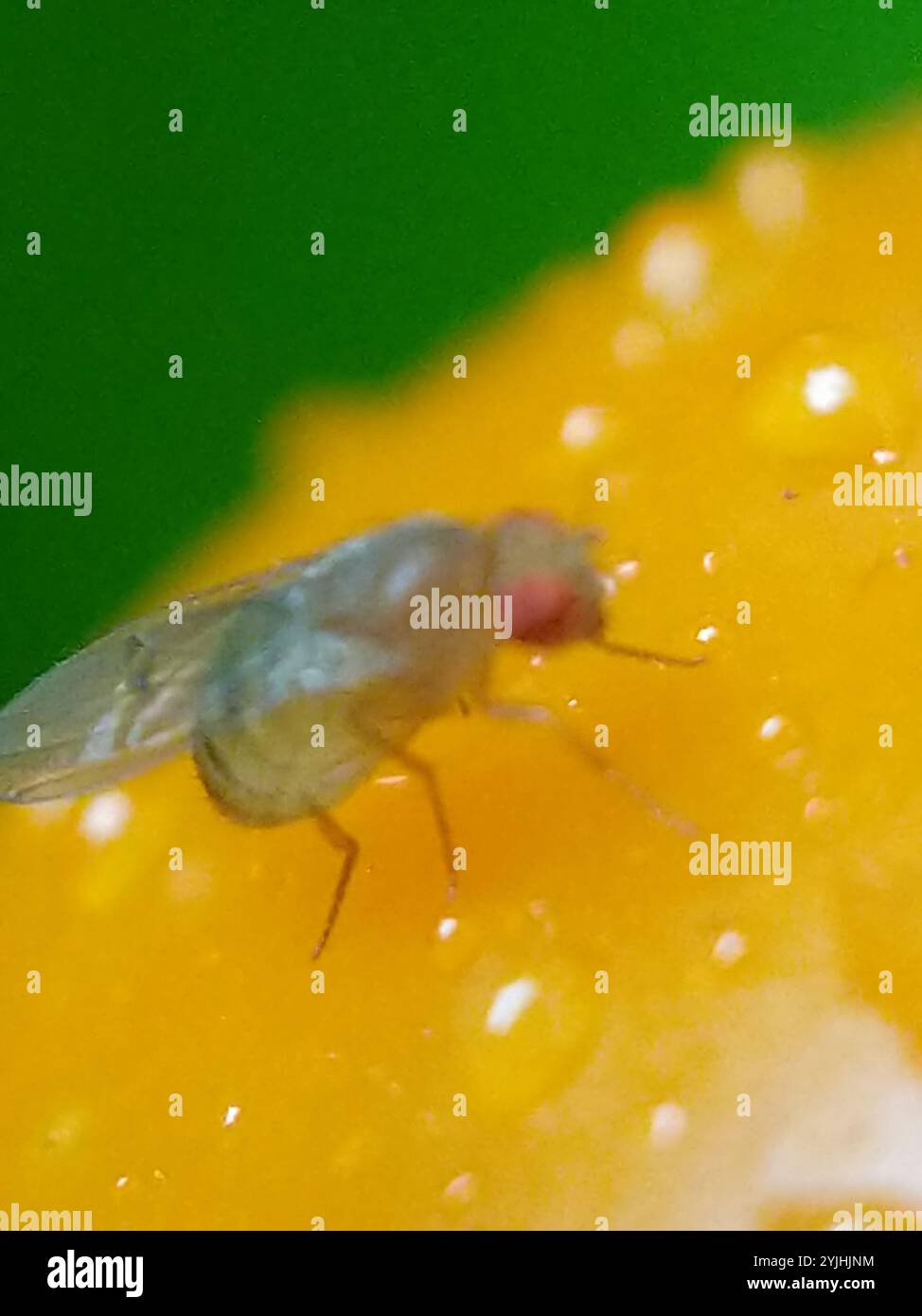 Small Fruit Flies (Drosophila Stock Photo - Alamy