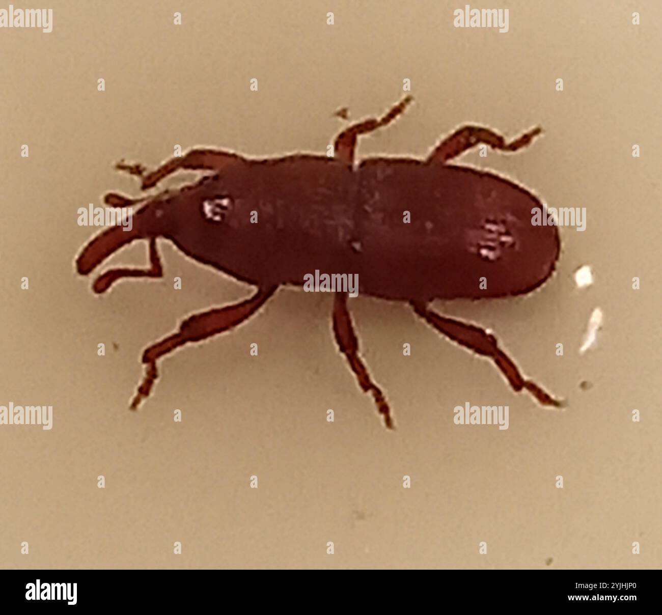 Wheat Weevil (Sitophilus granarius Stock Photo - Alamy