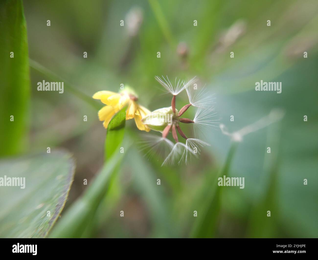 Oriental false hawksbeard (Youngia japonica Stock Photo - Alamy