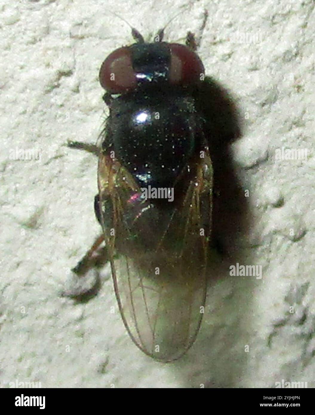 Lance Flies (Lonchaeidae Stock Photo - Alamy