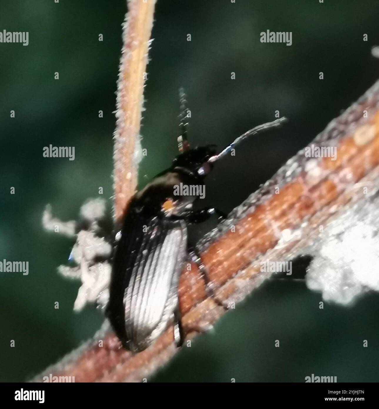 Poecilus hi-res stock photography and images - Alamy