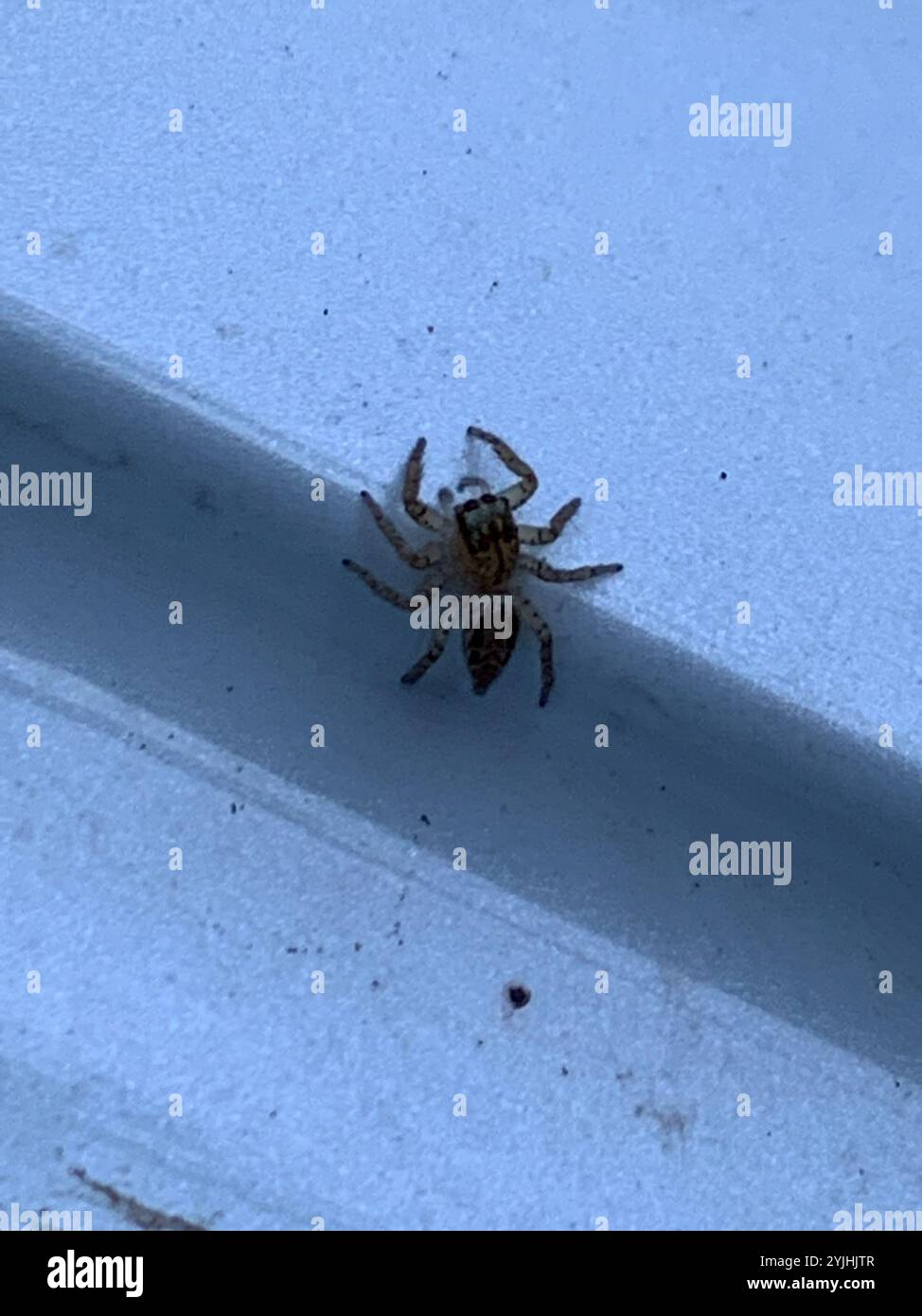 Dimorphic Jumping Spider (Maevia inclemens Stock Photo - Alamy