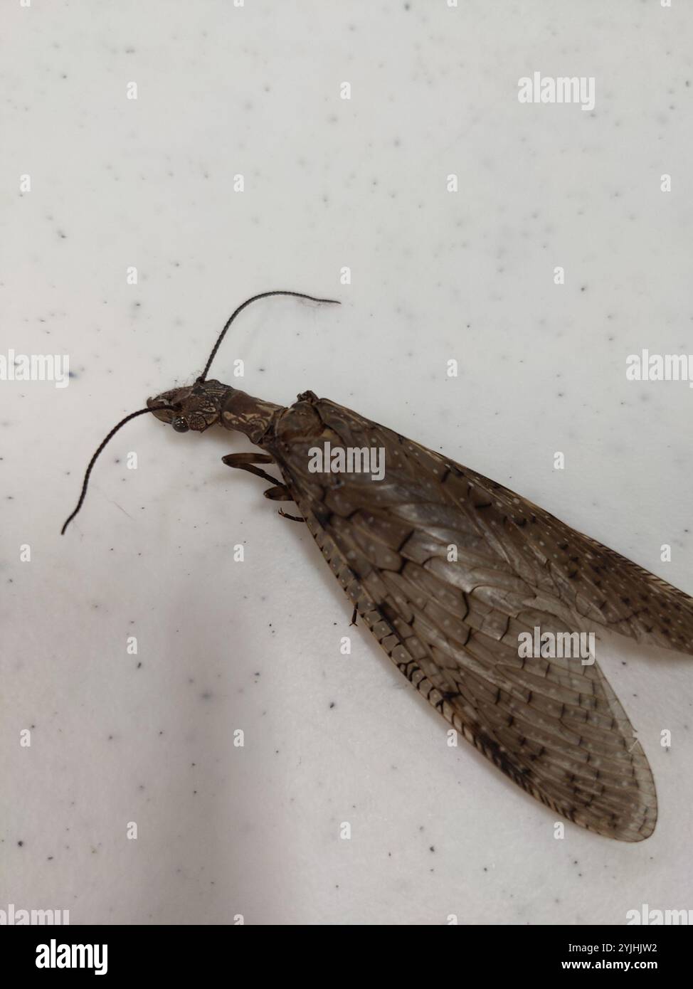 Eastern Dobsonfly (Corydalus cornutus Stock Photo - Alamy