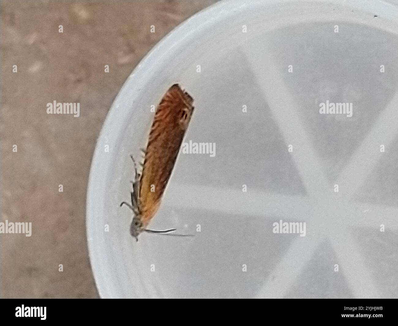 Red Piercer (Lathronympha strigana Stock Photo - Alamy