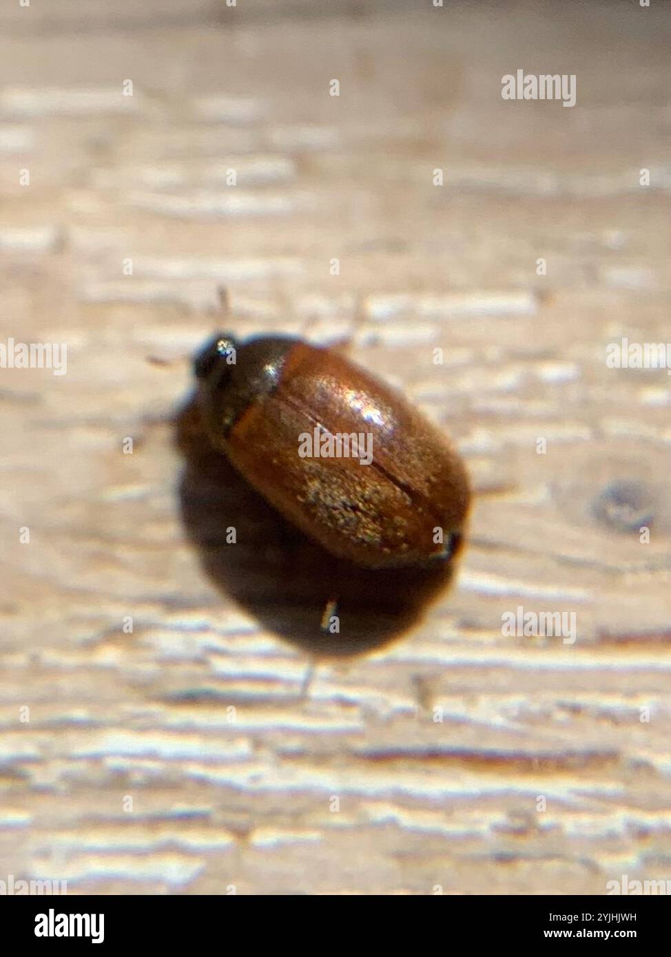 Black Carpet Beetles (Attagenus Stock Photo - Alamy