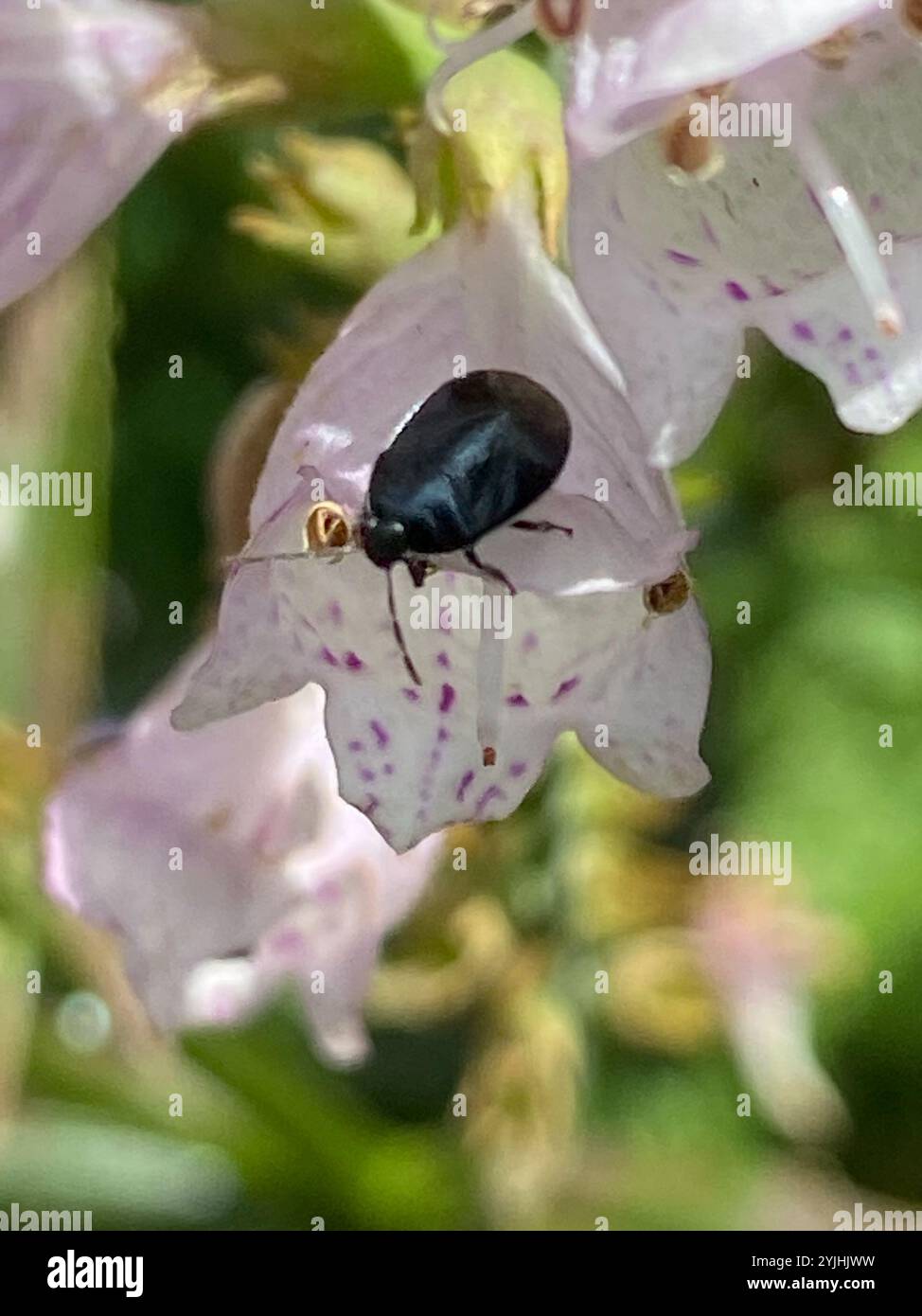 White-margined Burrower Bug (Sehirus cinctus Stock Photo - Alamy