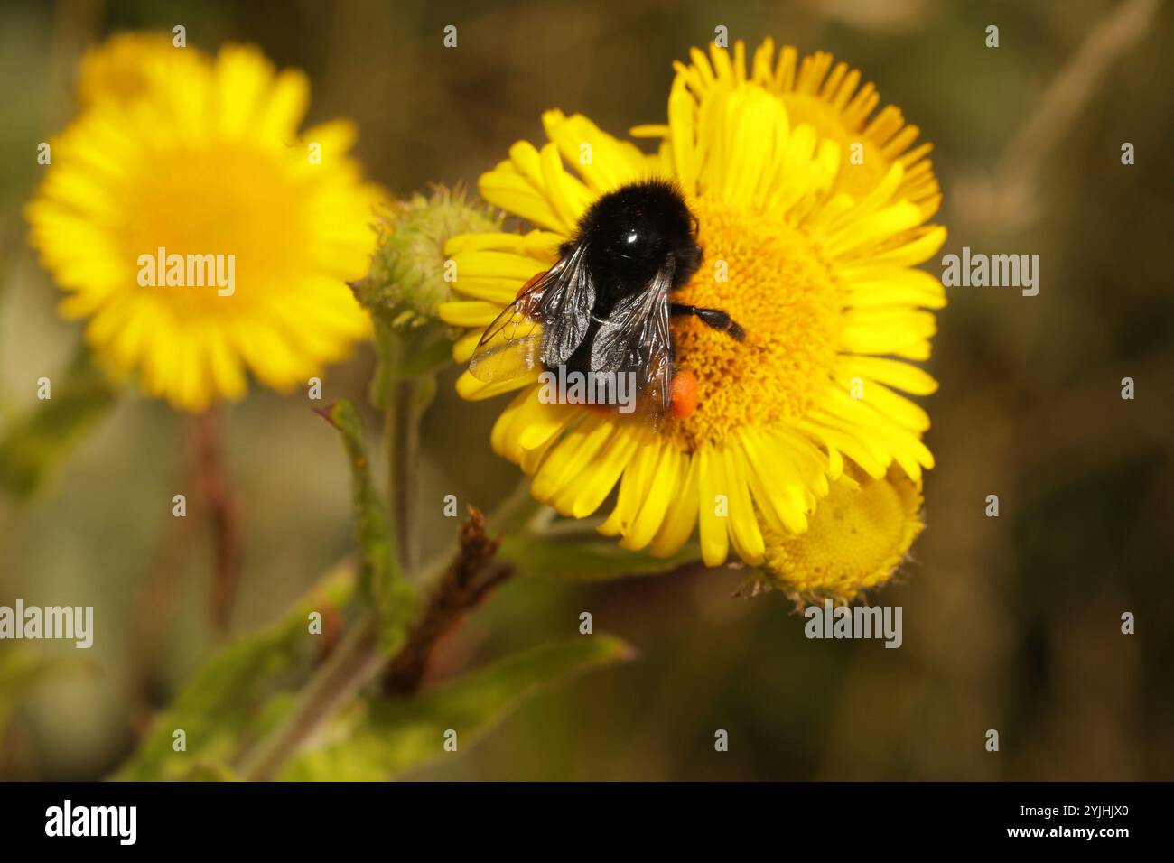 Red-tailed Bumble Bee (Bombus lapidarius Stock Photo - Alamy
