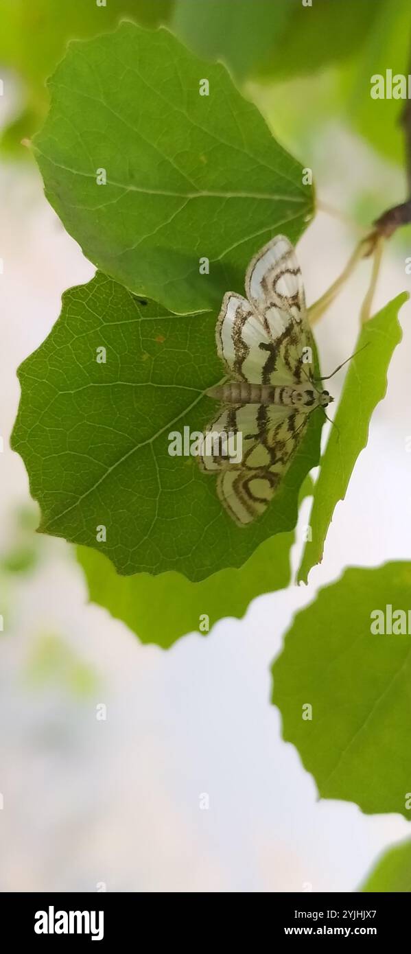Beautiful China-mark (Nymphula nitidulata Stock Photo - Alamy