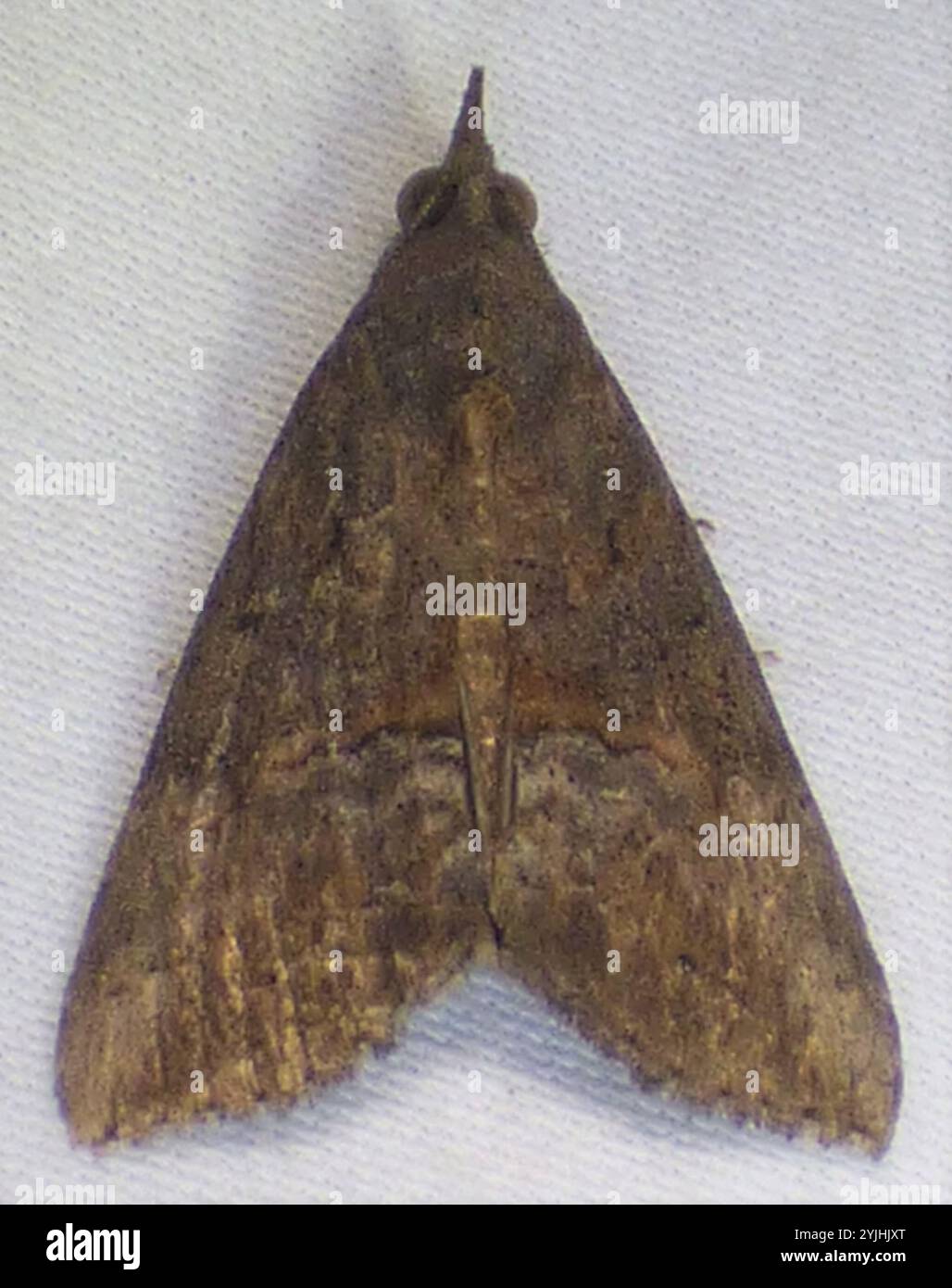 Green Cloverworm Moth (Hypena scabra Stock Photo - Alamy