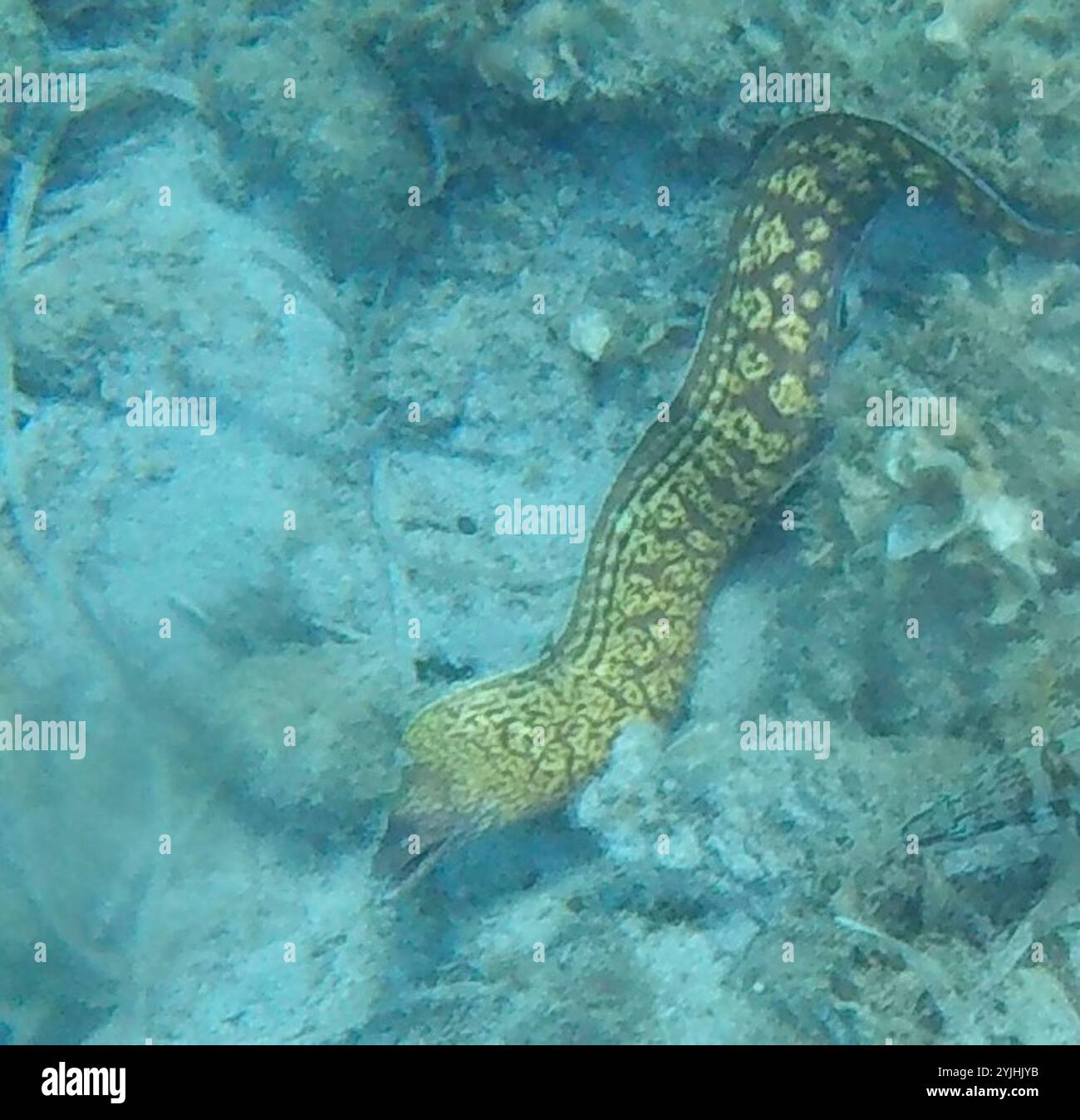 Mediterranean Moray (Muraena helena Stock Photo - Alamy
