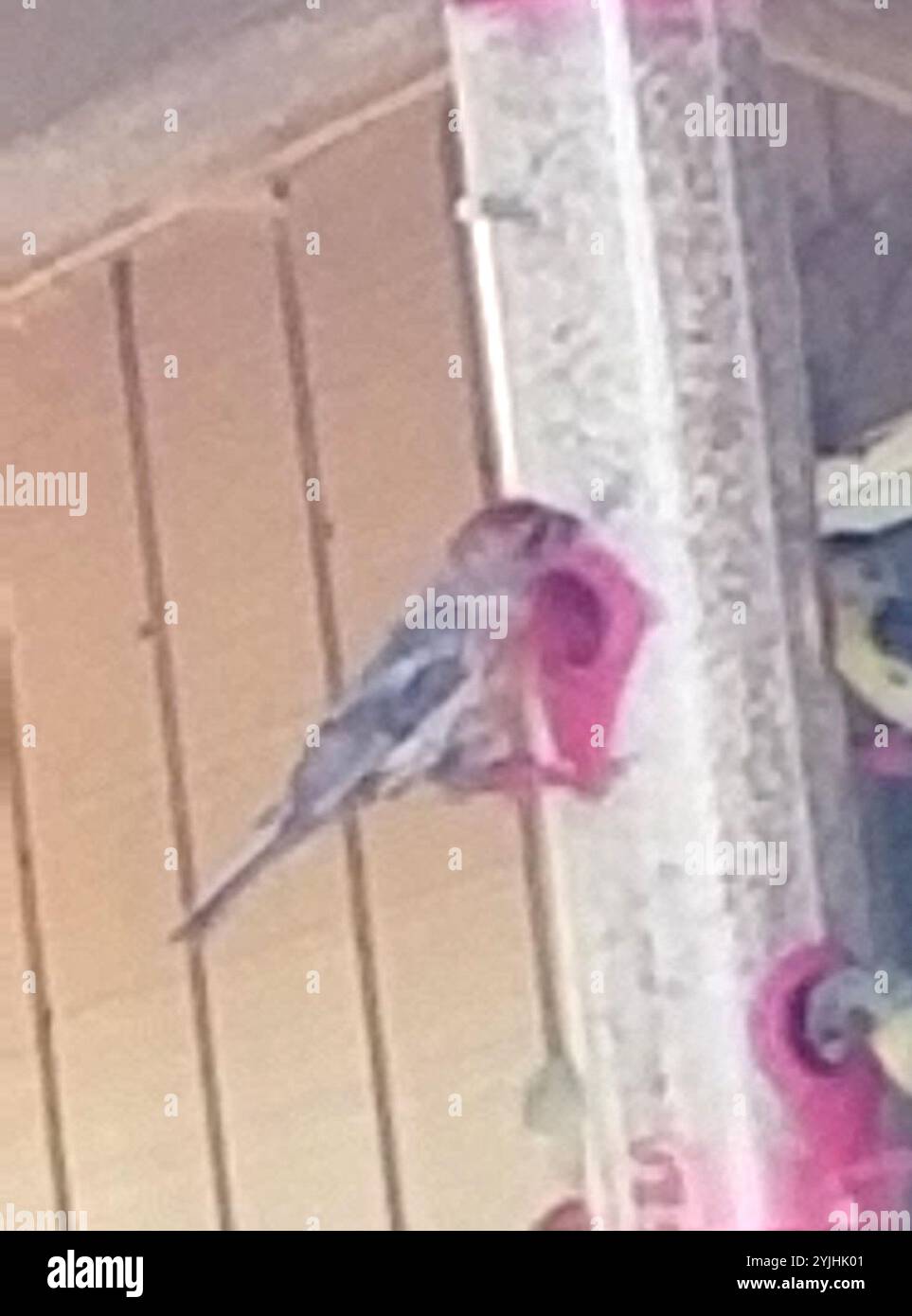 House Finch (Haemorhous mexicanus Stock Photo - Alamy