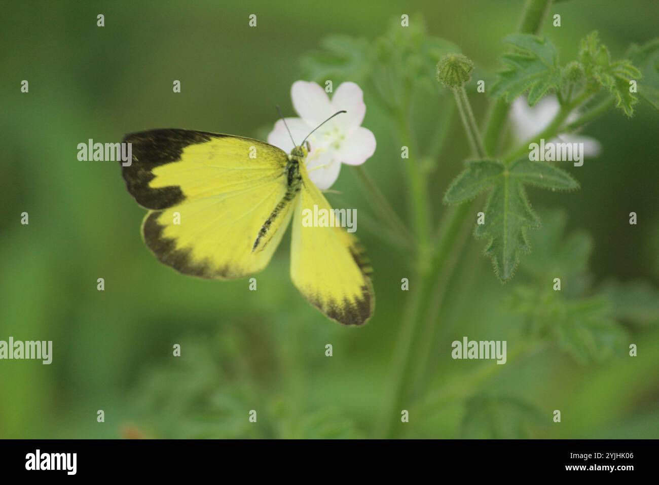 Three-spotted Grass Yellow (Eurema blanda Stock Photo - Alamy