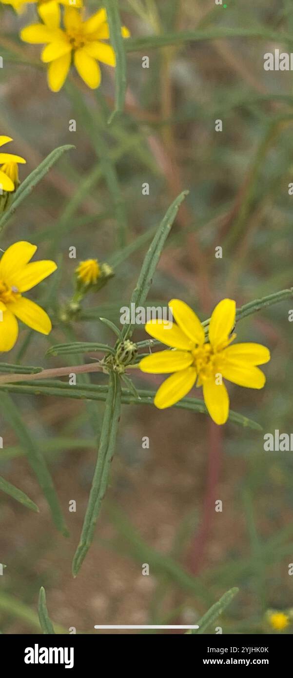 Chinchweed (Pectis papposa Stock Photo - Alamy