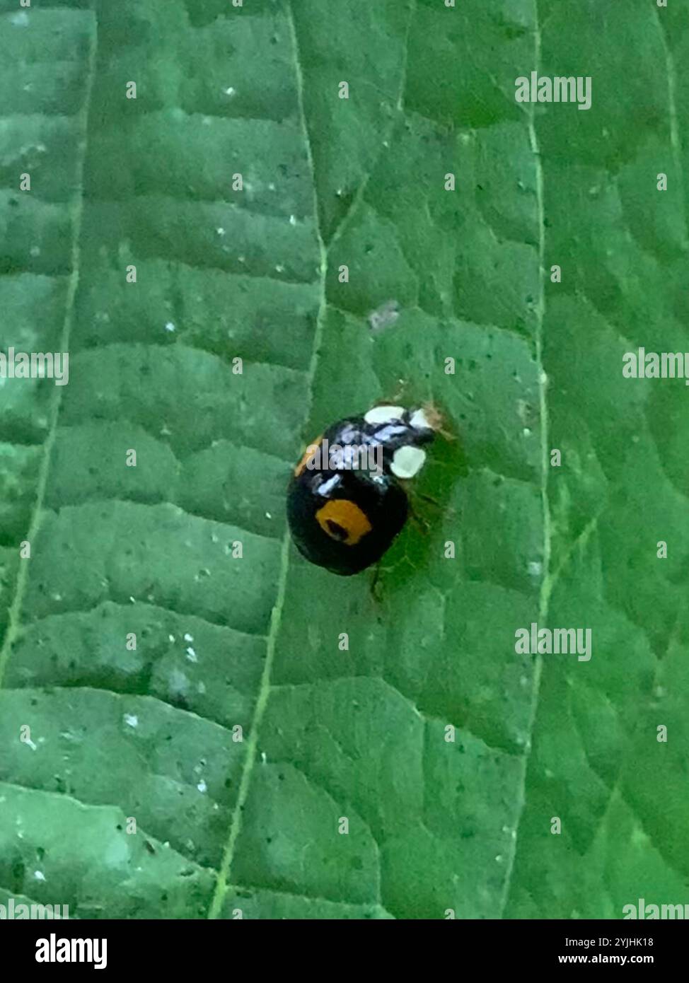 Asian Lady Beetle (Harmonia axyridis Stock Photo - Alamy