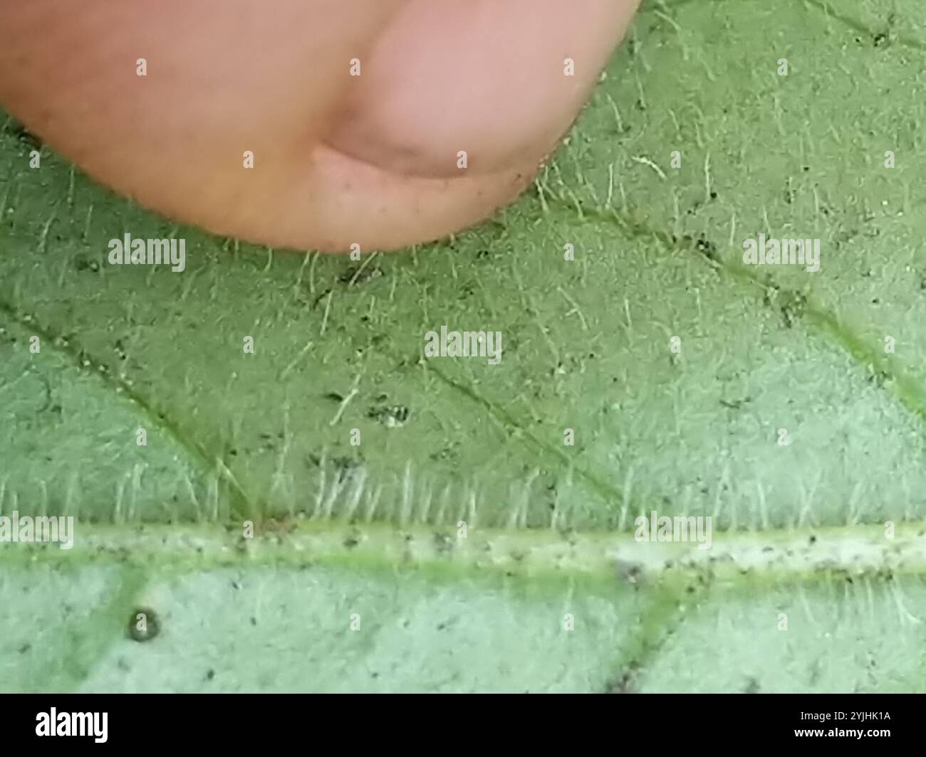 rough hawkweed (Hieracium scabrum Stock Photo - Alamy