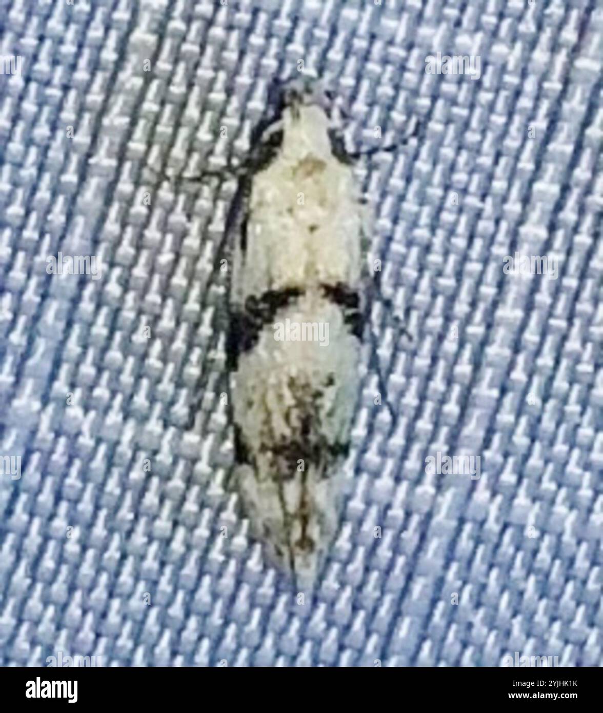White Stripe-backed Moth (Arogalea cristifasciella Stock Photo - Alamy
