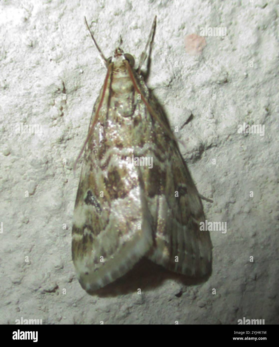 Old World Webworm (Hellula undalis Stock Photo - Alamy