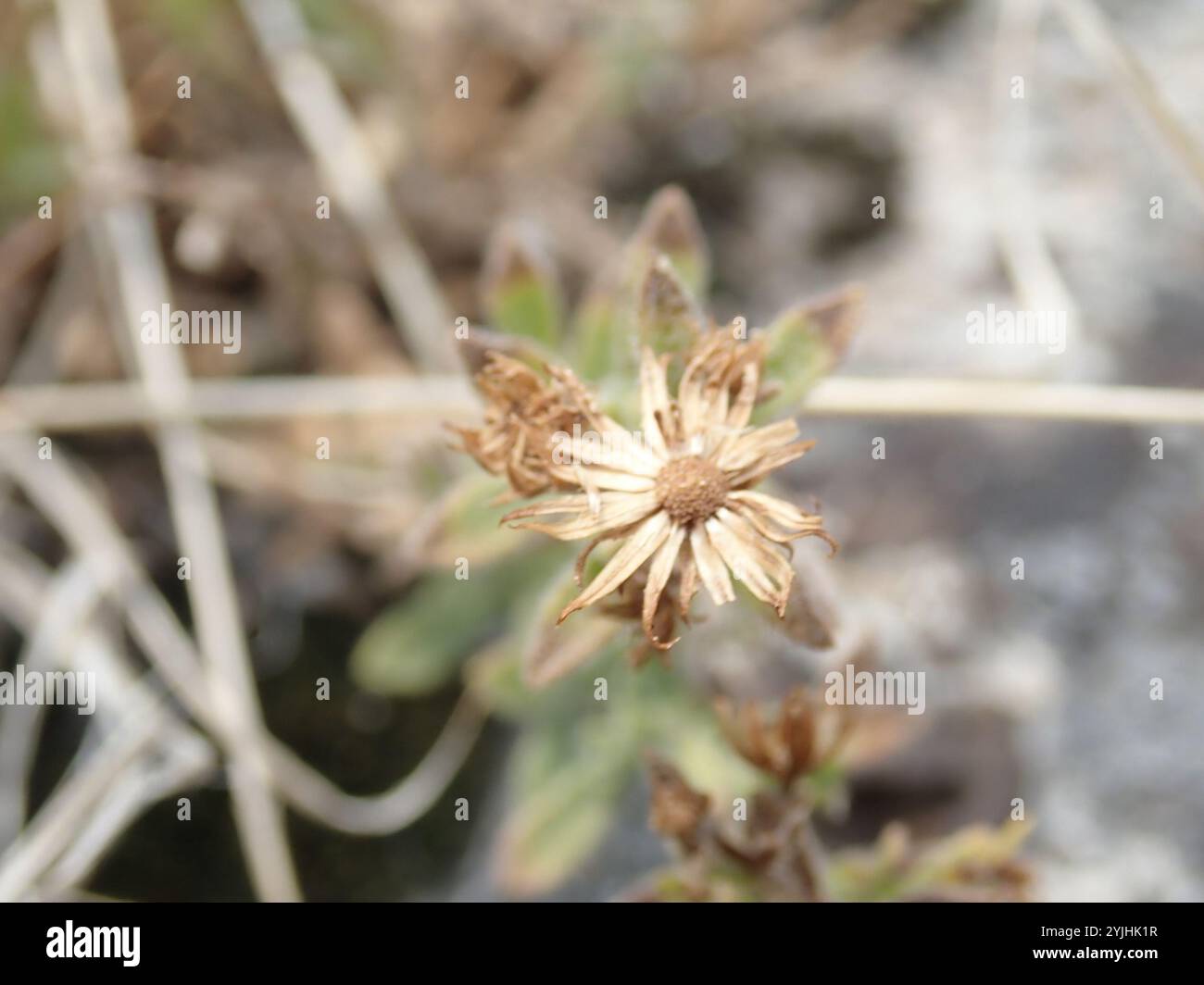 Starved Daisy (Erigeron miser Stock Photo - Alamy
