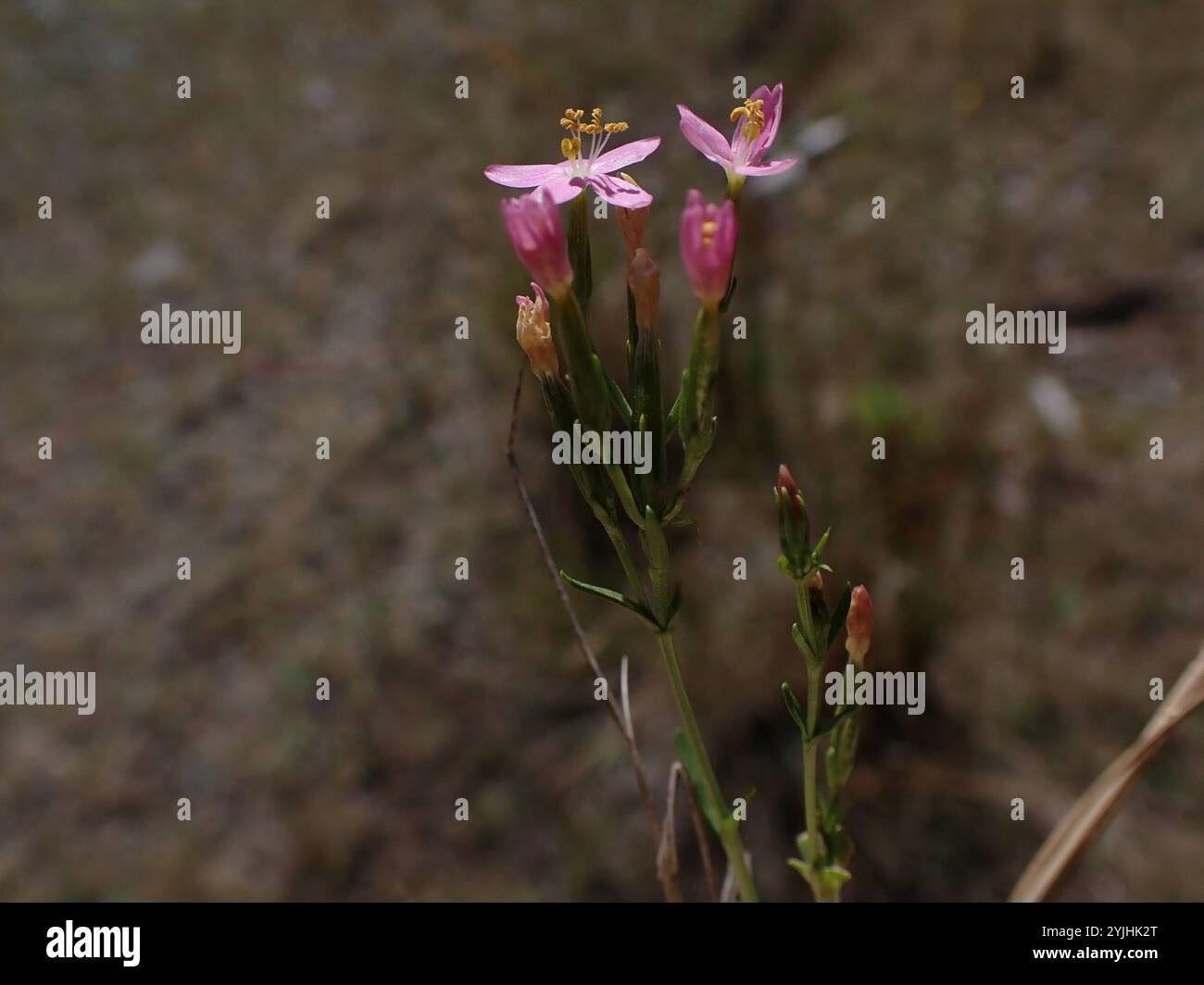 Common centaury (Centaurium erythraea Stock Photo - Alamy