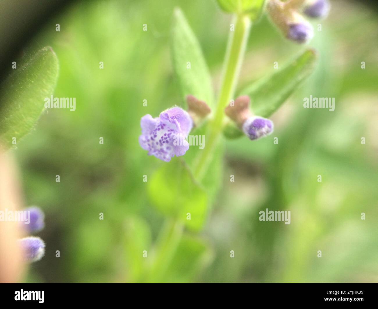 Scutellaria parvula hi-res stock photography and images - Alamy