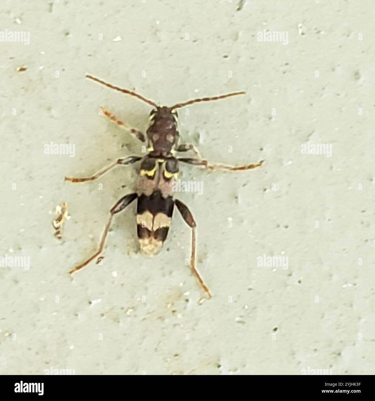 Rustic Borer (Xylotrechus colonus Stock Photo - Alamy