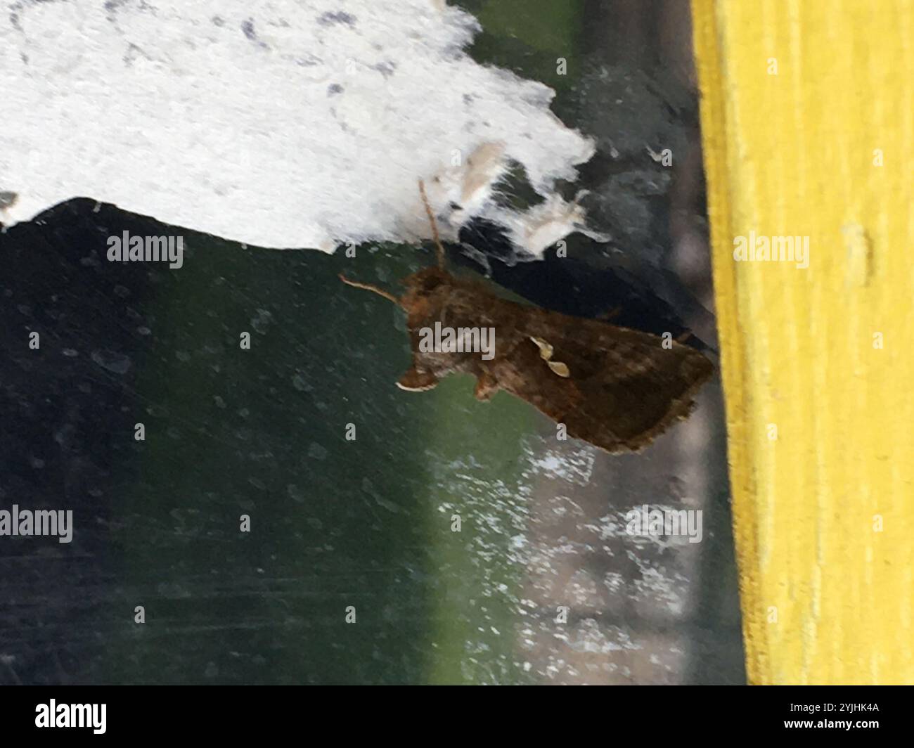 Soybean looper moth hi-res stock photography and images - Alamy