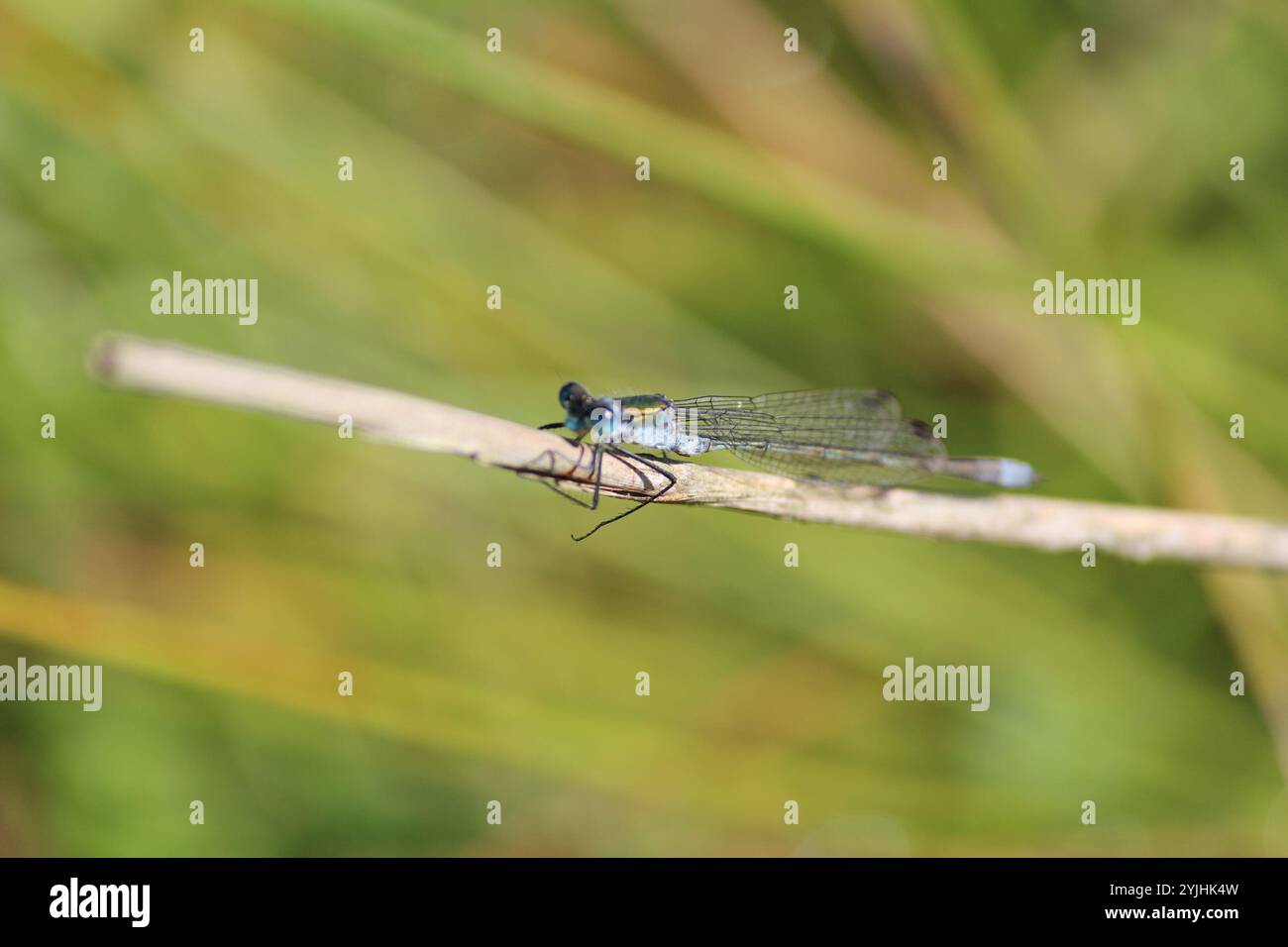 Common Spreadwing (Lestes sponsa Stock Photo - Alamy