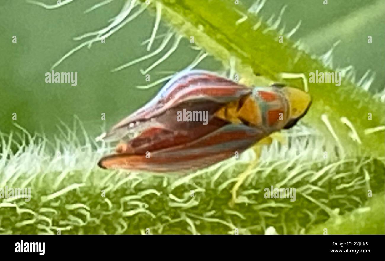 Red-banded Leafhopper (Graphocephala coccinea Stock Photo - Alamy