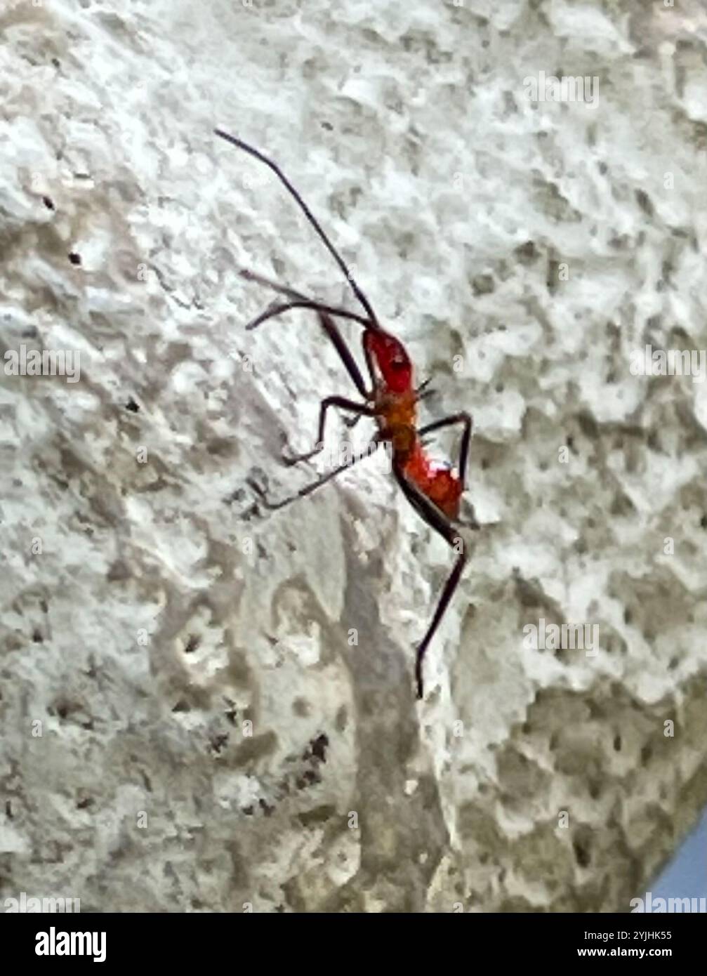 True Bugs (Heteroptera Stock Photo - Alamy