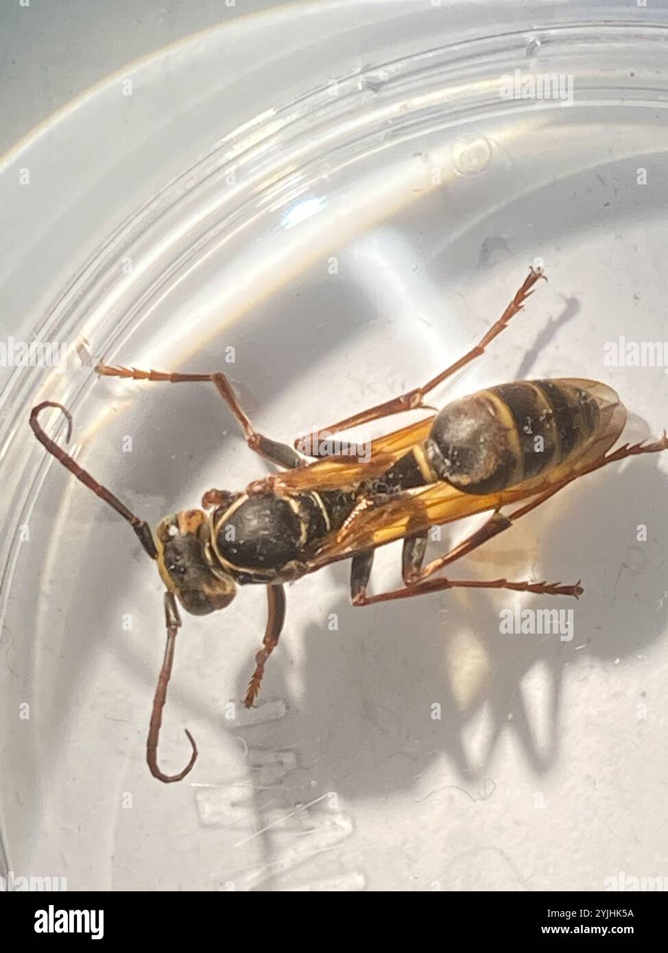 Western Paper Wasp (Mischocyttarus flavitarsis Stock Photo - Alamy