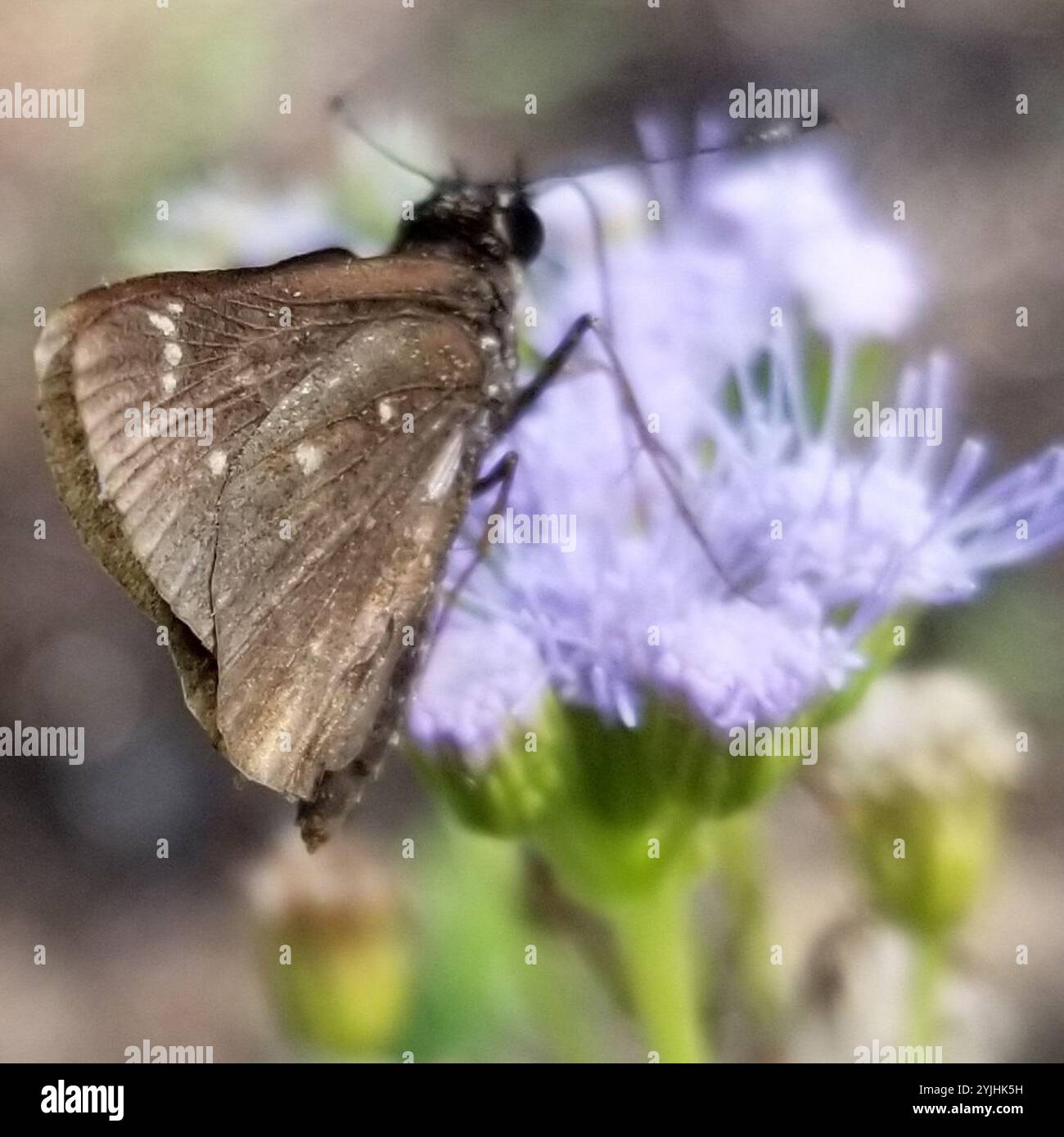 Celias hi-res stock photography and images - Alamy