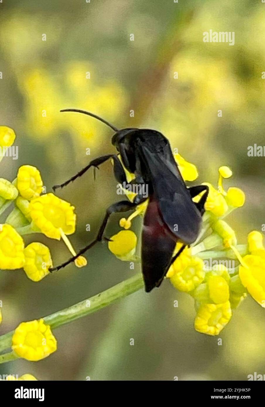 Spider Wasps (Pompilidae Stock Photo - Alamy