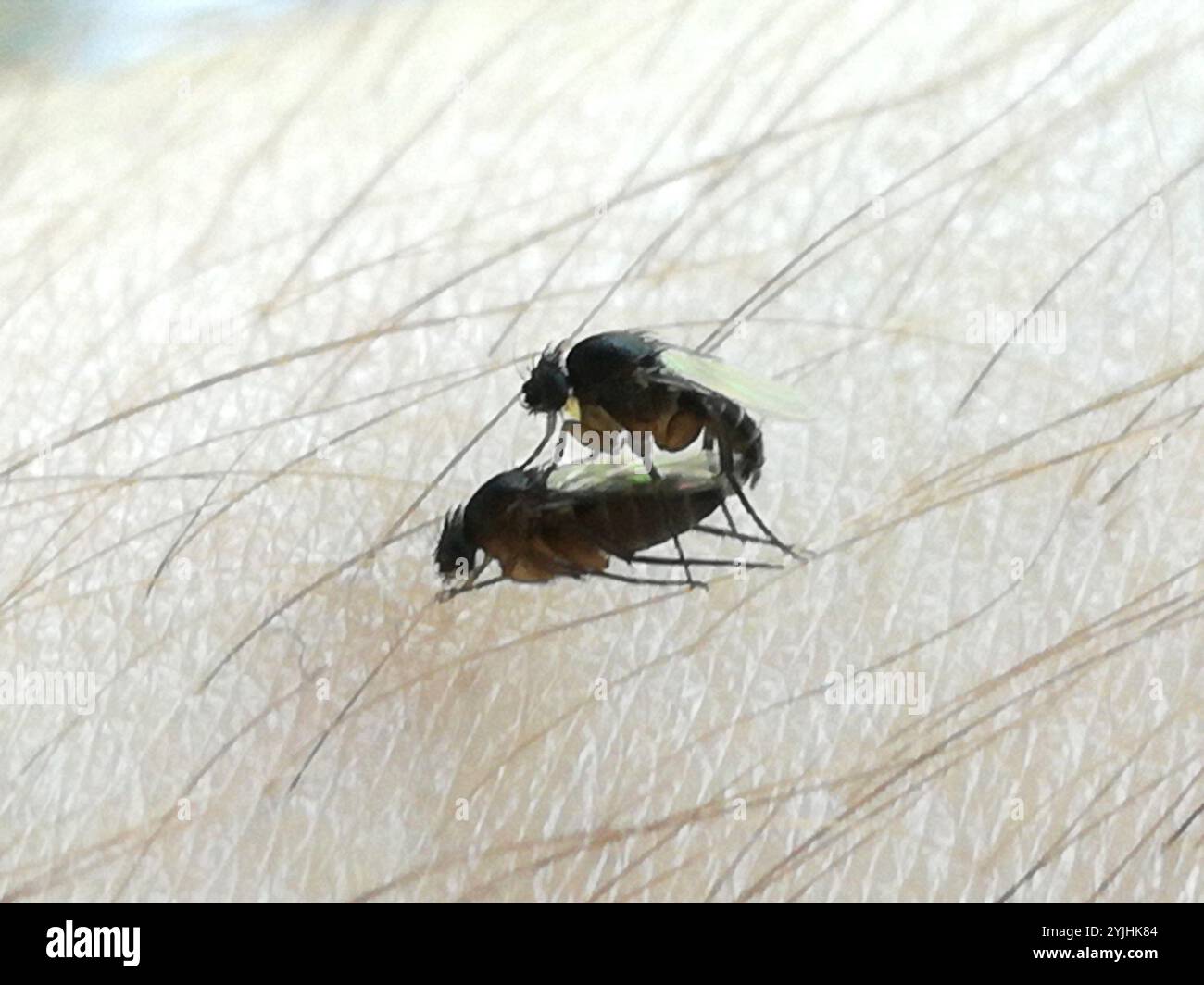 Humpbacked flies hi-res stock photography and images - Alamy