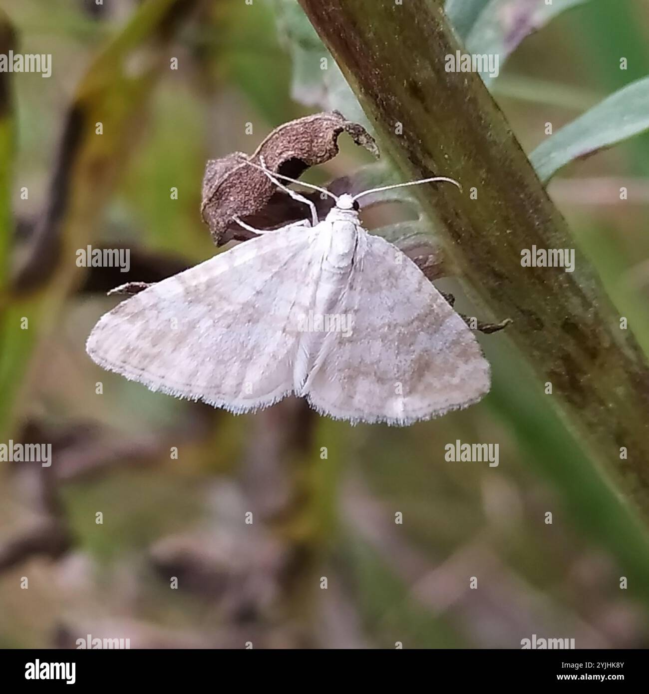 Grass Rivulet (Perizoma albulata Stock Photo - Alamy