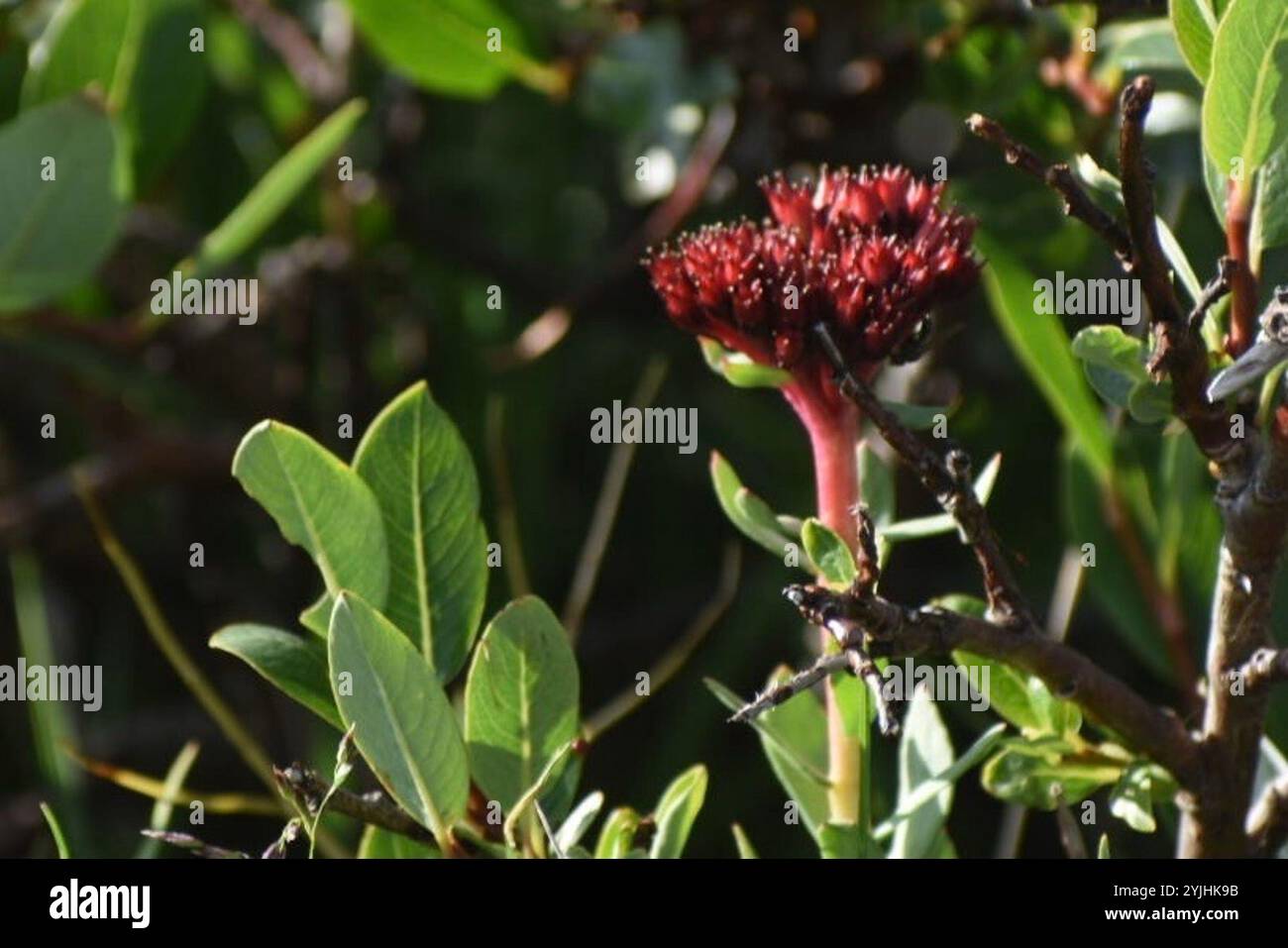 western roseroot (Rhodiola integrifolia Stock Photo - Alamy