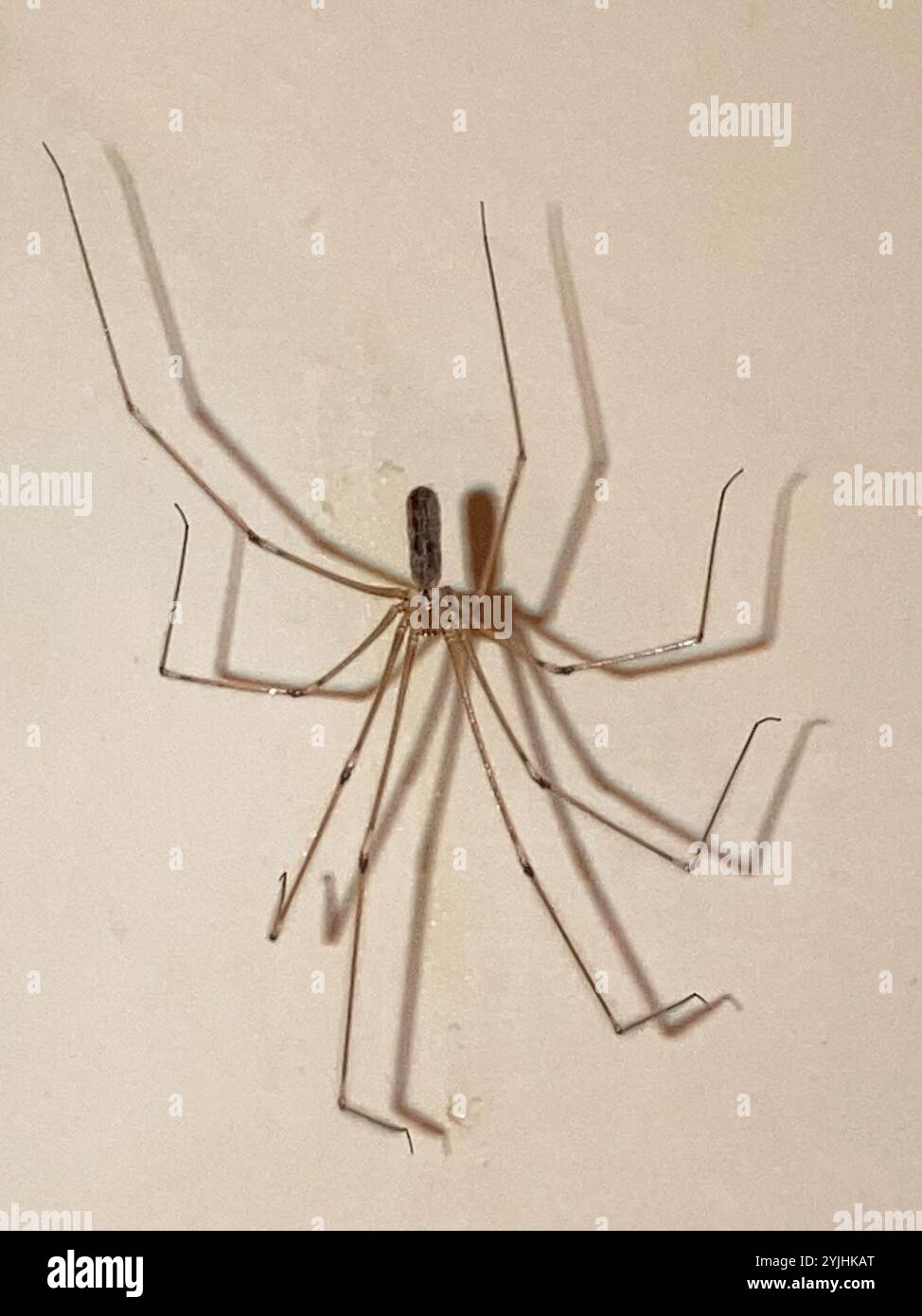 Long-bodied Cellar Spider (Pholcus phalangioides Stock Photo - Alamy