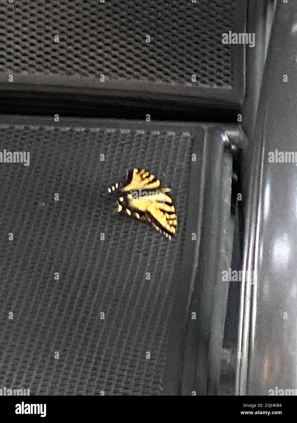 Western Tiger Swallowtail (Papilio rutulus Stock Photo - Alamy