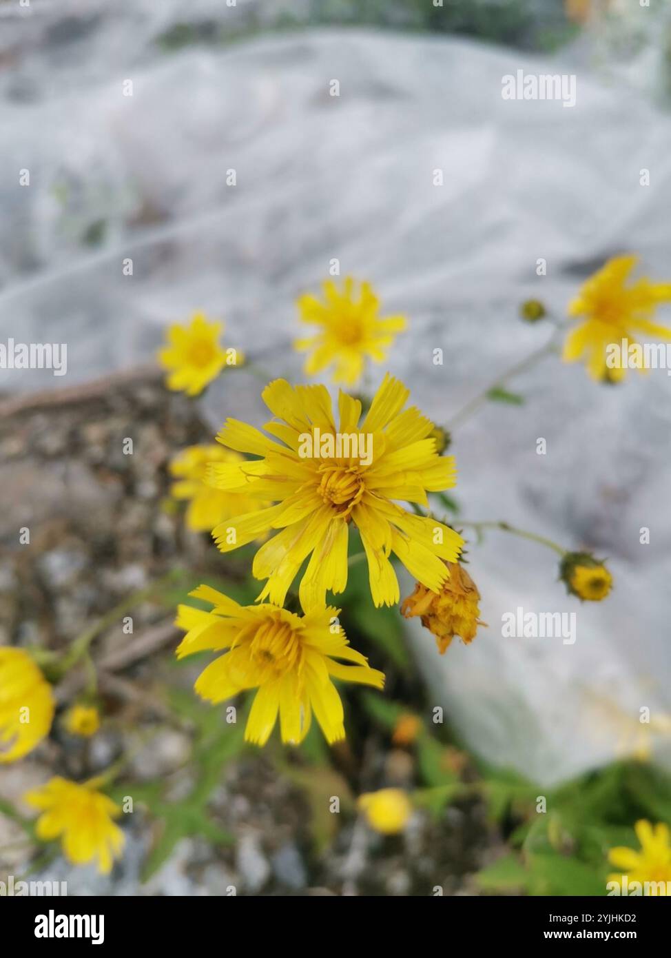 narrow-leaved hawksbeard (Crepis tectorum Stock Photo - Alamy