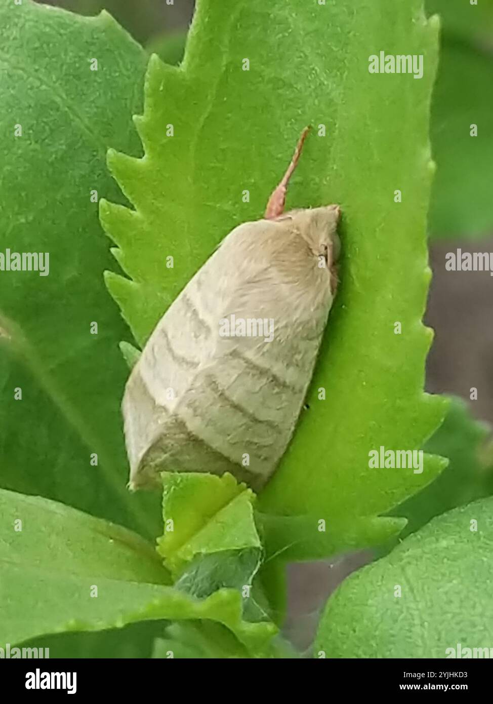 Tobacco Budworm Moth (Chloridea virescens Stock Photo - Alamy