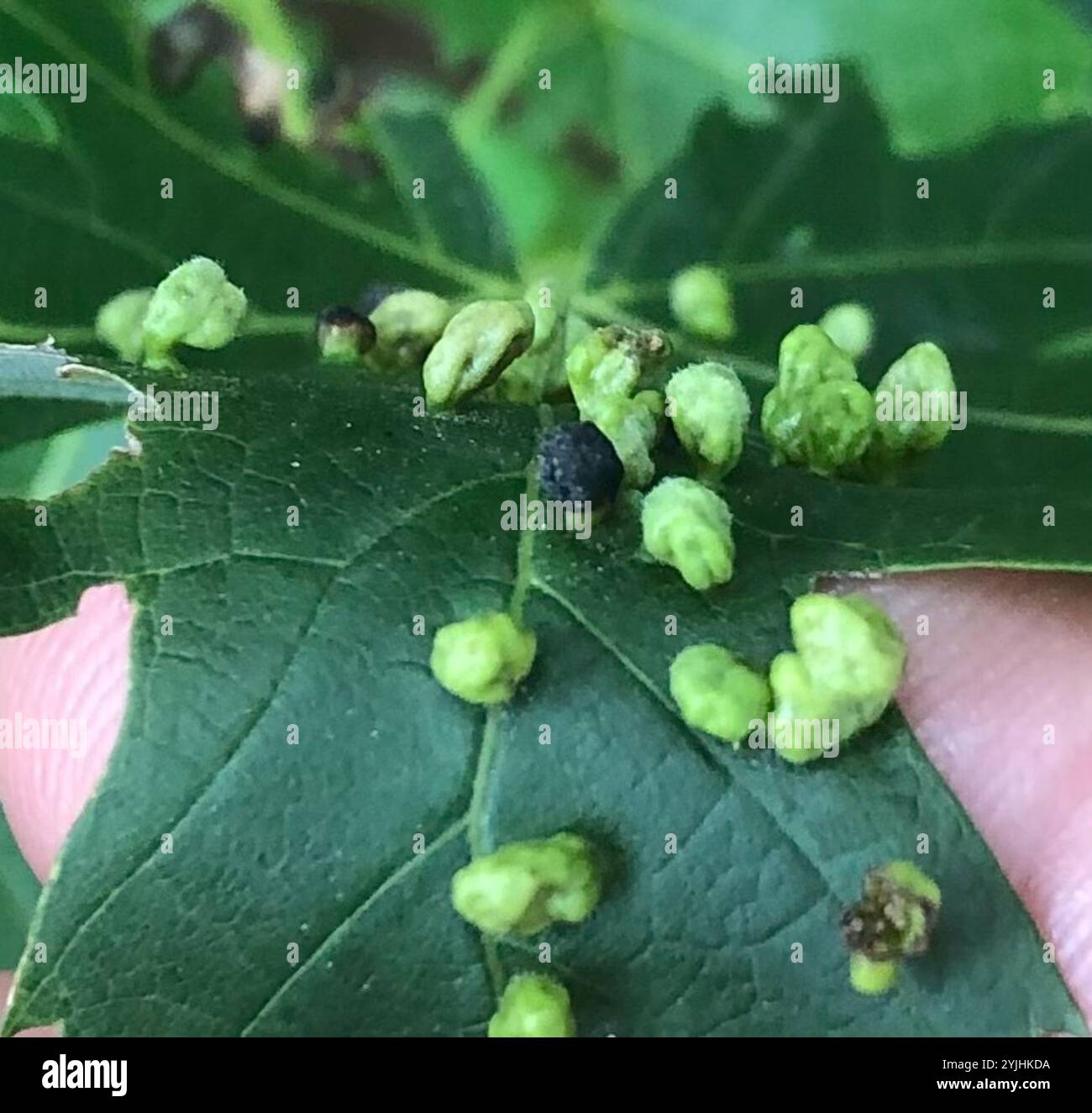 Maple Bladdergall Mite (Vasates quadripedes Stock Photo - Alamy