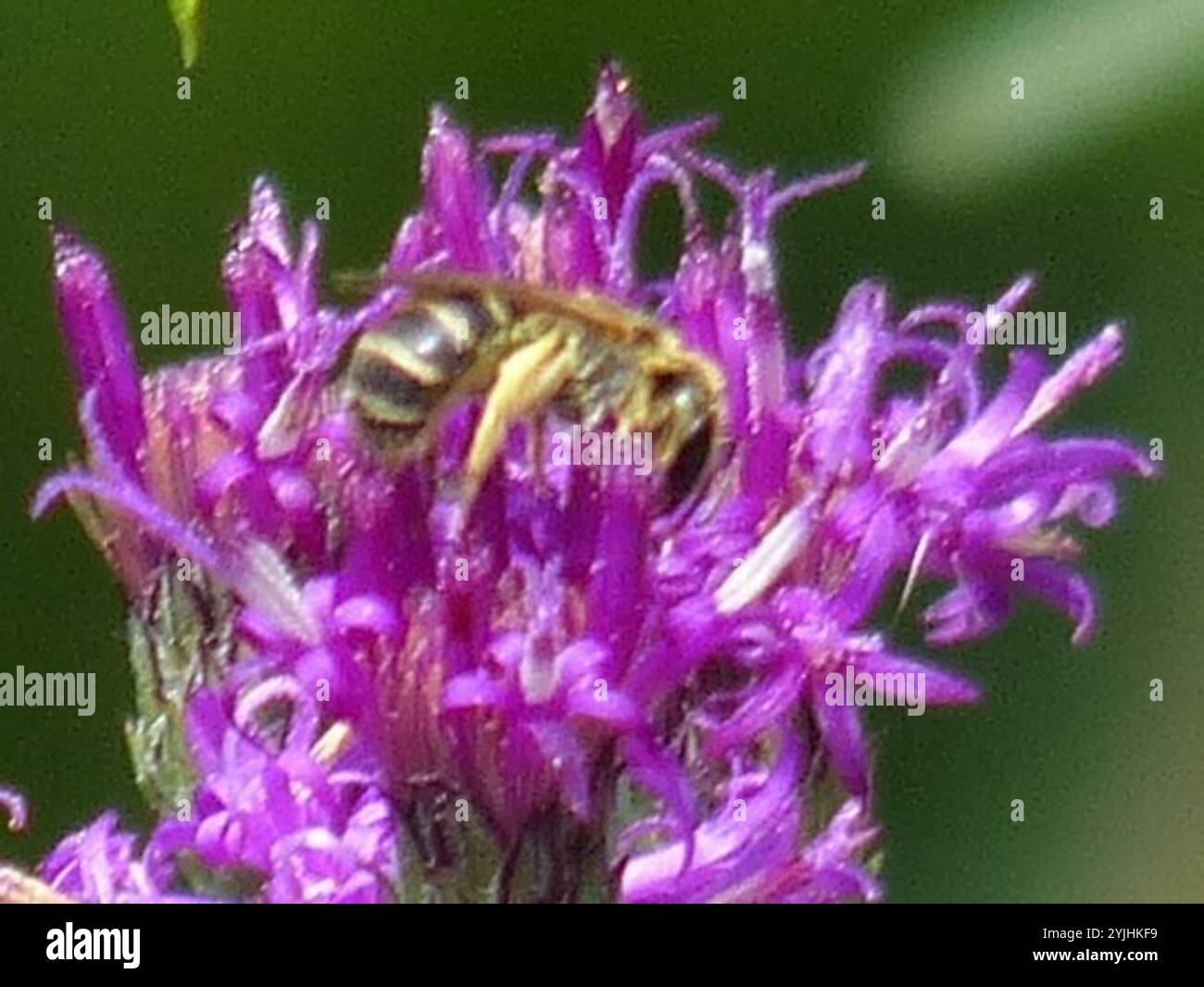 Ligated Furrow Bee (Halictus ligatus Stock Photo - Alamy
