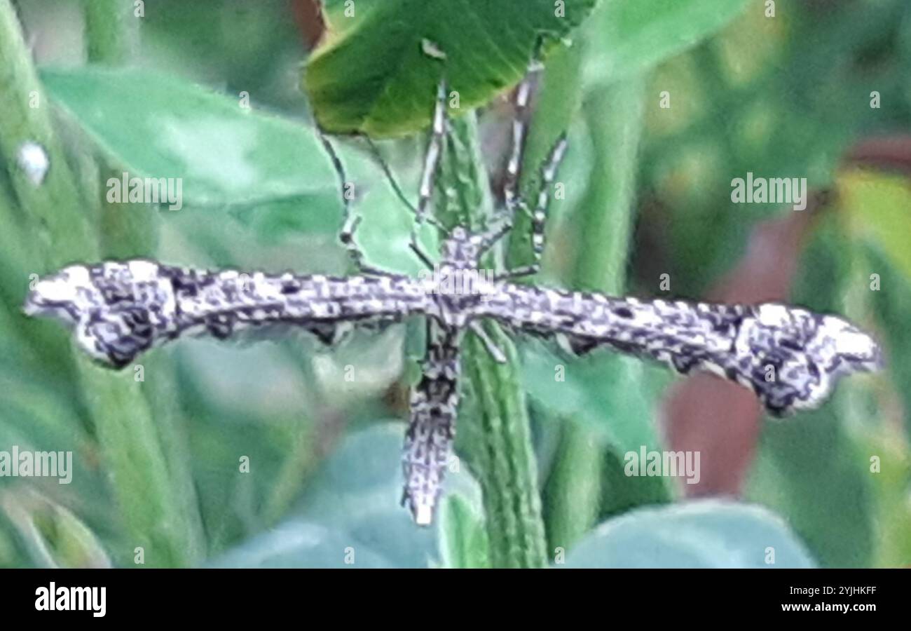 Geranium plume moth hi-res stock photography and images - Alamy