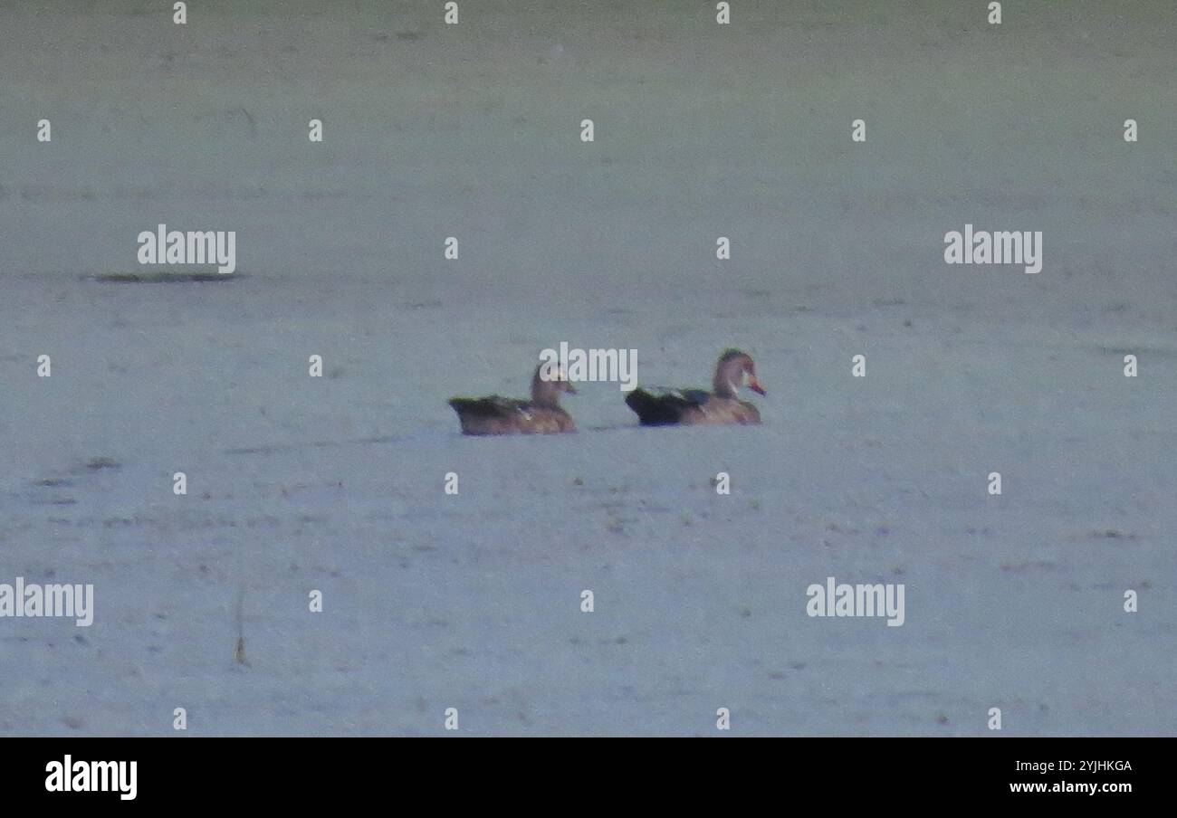Wood Duck (Aix sponsa Stock Photo - Alamy