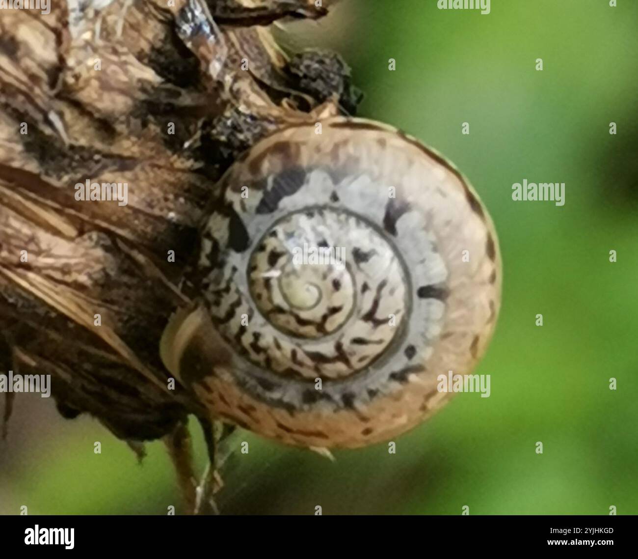 Bush snail fruticicola fruticum hi-res stock photography and images - Alamy