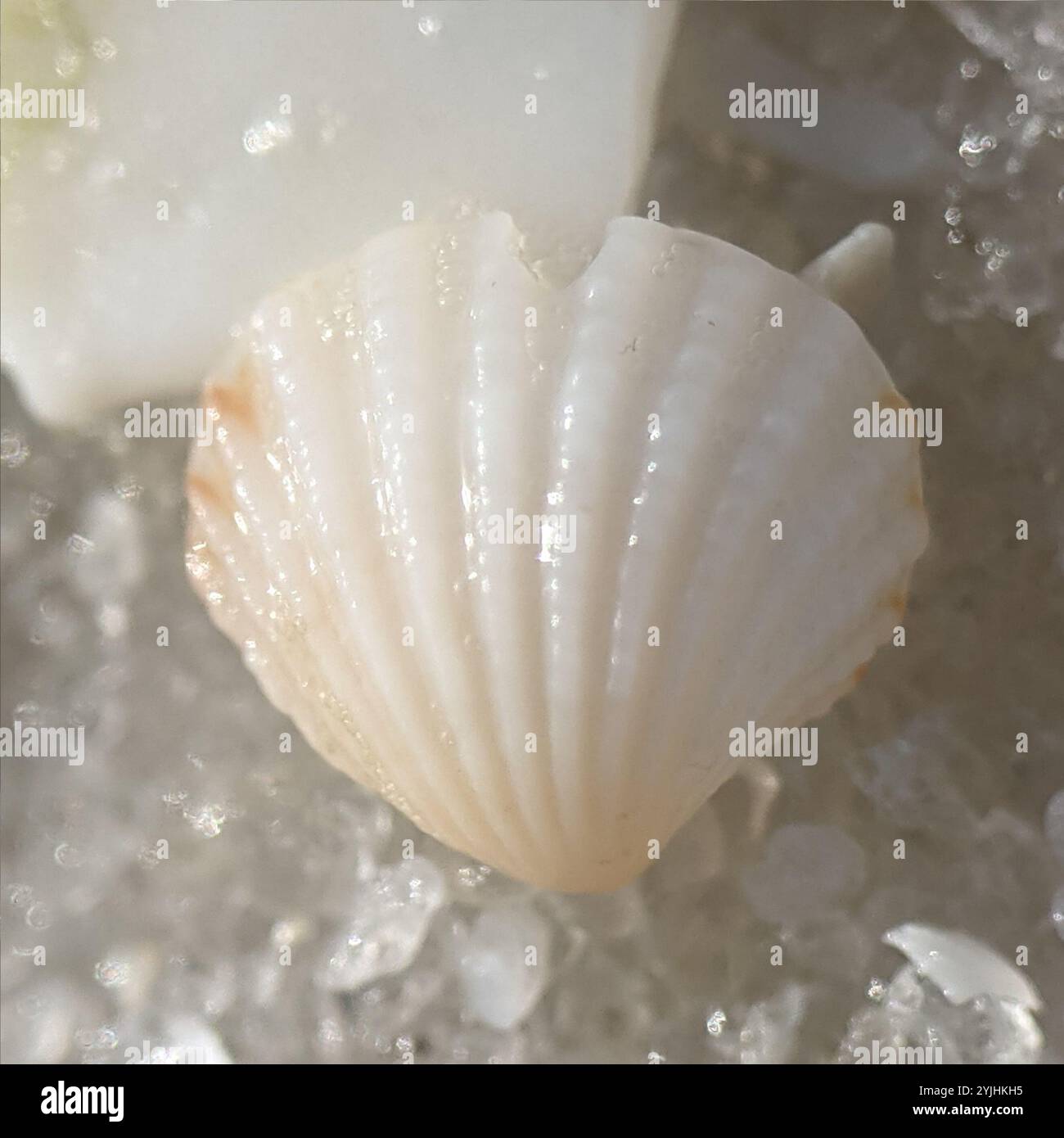 Three-tooth Carditid (Pleuromeris tridentata Stock Photo - Alamy